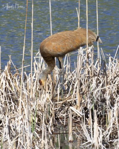 Crane Nesting Facts + FAQs – Colorado Crane Conservation Coalition