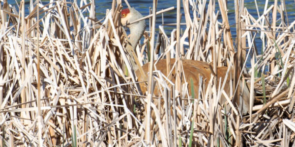 Crane Nesting Facts + FAQs – Colorado Crane Conservation Coalition