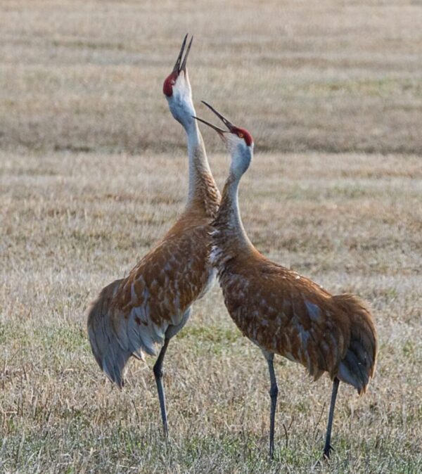 Crane Nesting Facts + FAQs – Colorado Crane Conservation Coalition