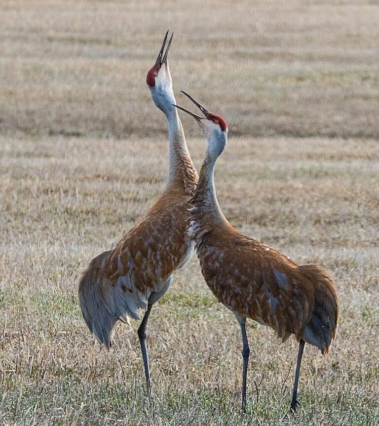 Crane Nesting Facts + FAQs – Colorado Crane Conservation Coalition