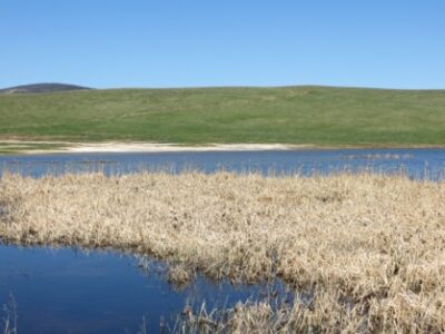 Crane Nesting Facts + FAQs – Colorado Crane Conservation Coalition