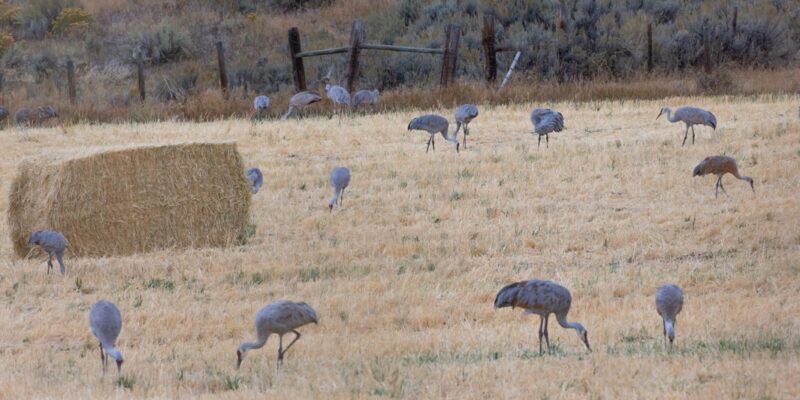 Colorado Greater Sandhill Cranes – Colorado Crane Conservation Coalition