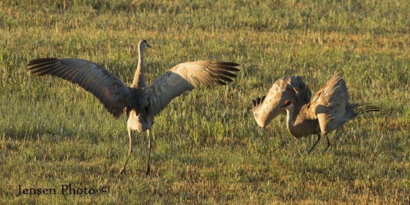 Cranes and Crane Viewing (Gallery) – Colorado Crane Conservation Coalition