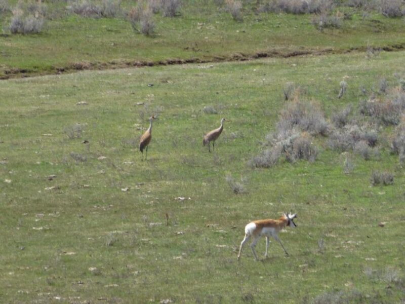 Cranes and Crane Viewing (Gallery) – Colorado Crane Conservation Coalition