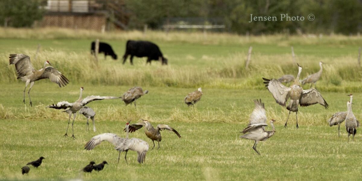 Cranes and Crane Viewing (Gallery) – Colorado Crane Conservation Coalition