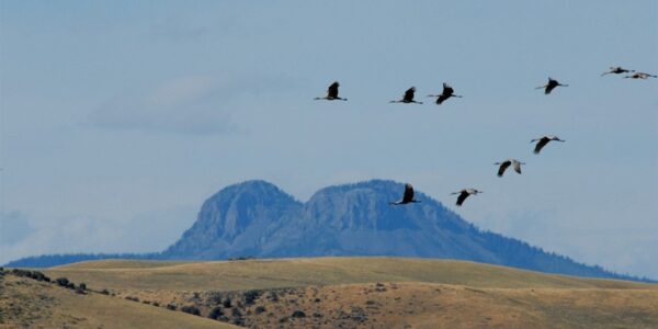 Cranes and Crane Viewing (Gallery) – Colorado Crane Conservation Coalition