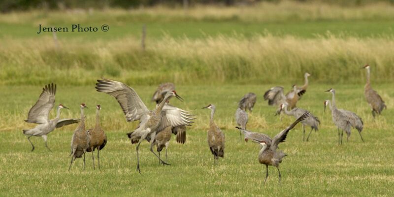 Cranes and Crane Viewing (Gallery) – Colorado Crane Conservation Coalition